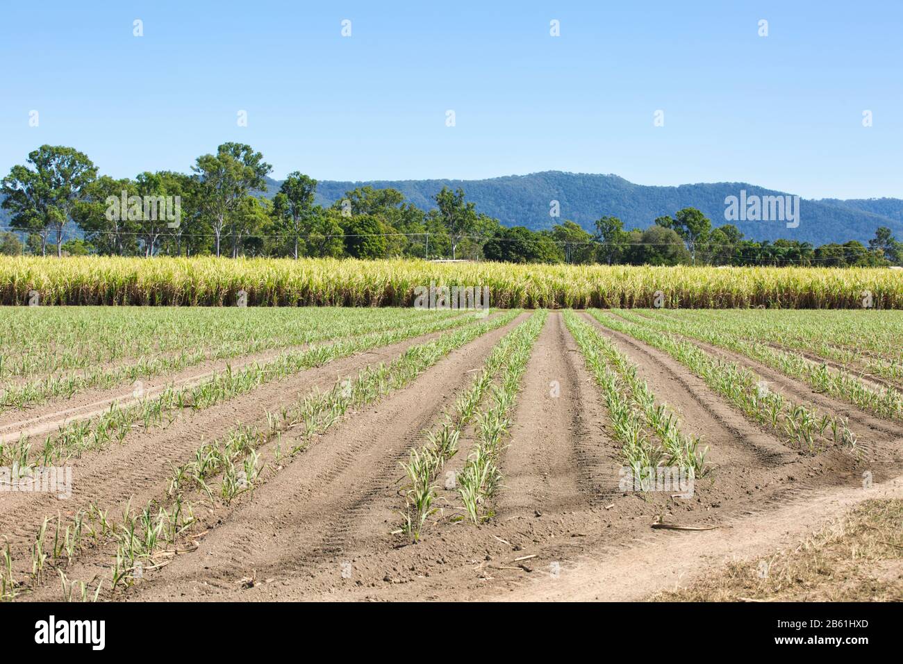 Field of sugar cane in North Queensland Australia Stock Photo - Alamy