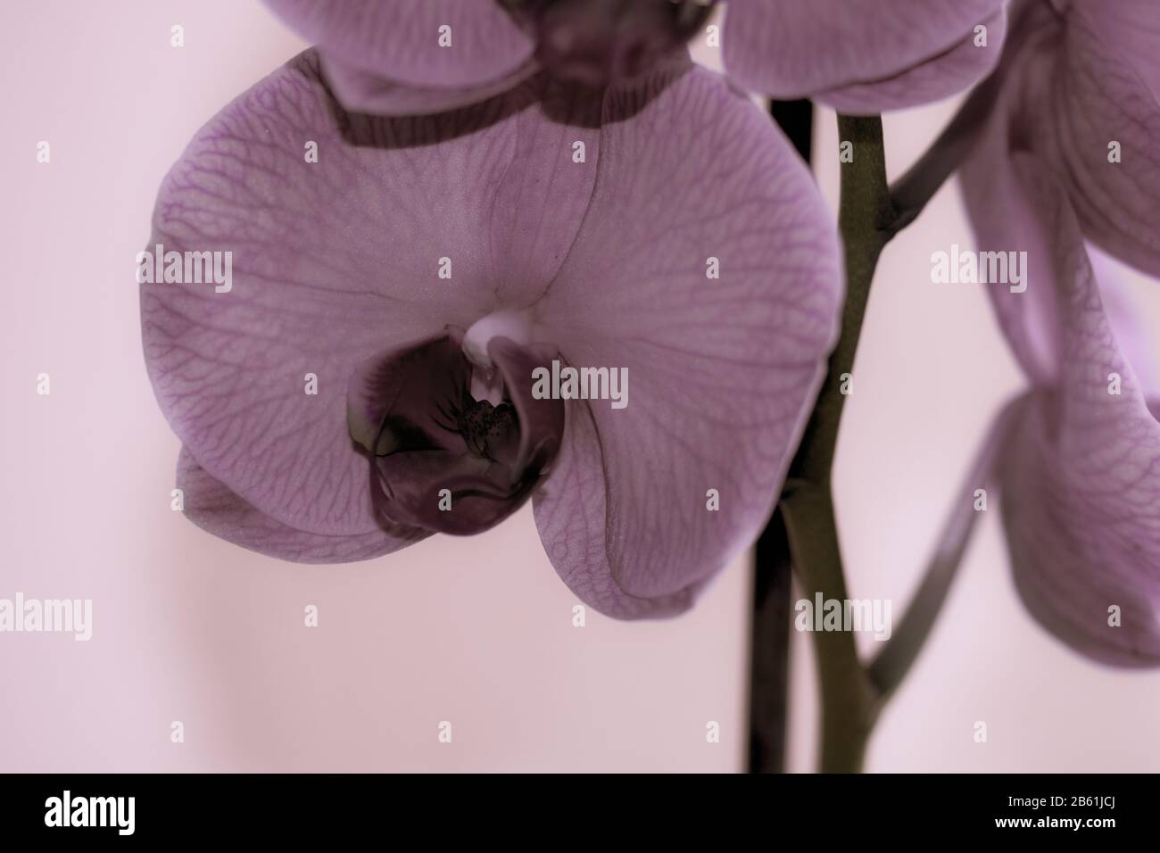 Beautiful and colorful delicate orchid flowers Phalaenopsis, detail and ...