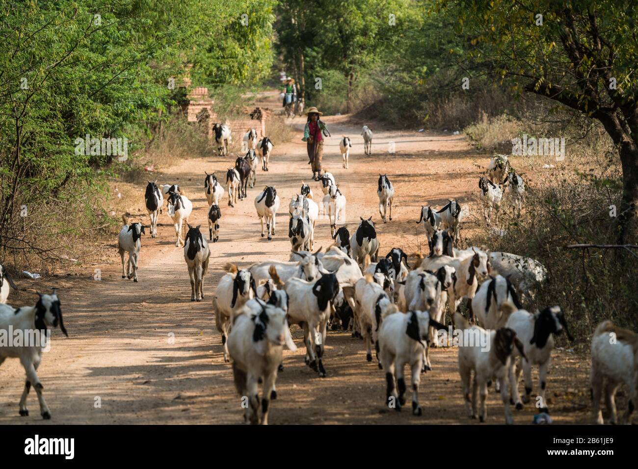 Burmese goat hi-res stock photography and images - Alamy