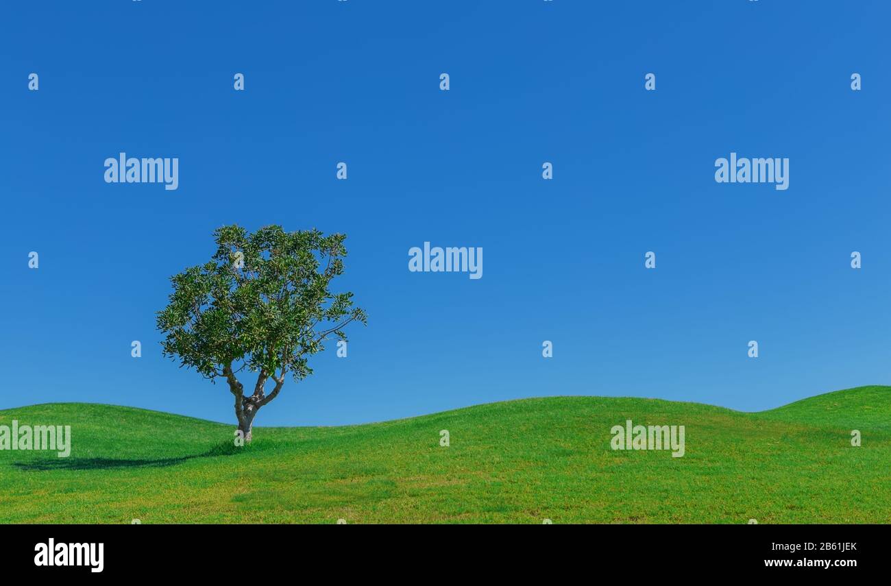 Beautiful background of meadows and sky tree. For wallpaper Stock Photo ...