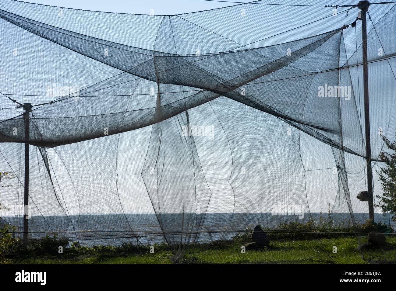 Trapping birds nets hi-res stock photography and images - Alamy