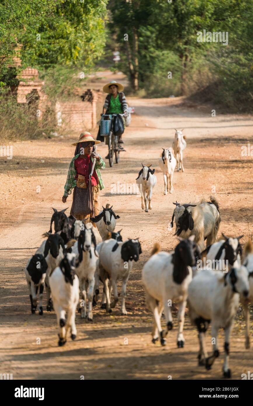 Local woman and her herd of goats on the dusty road, Bagan, Myanmar ...