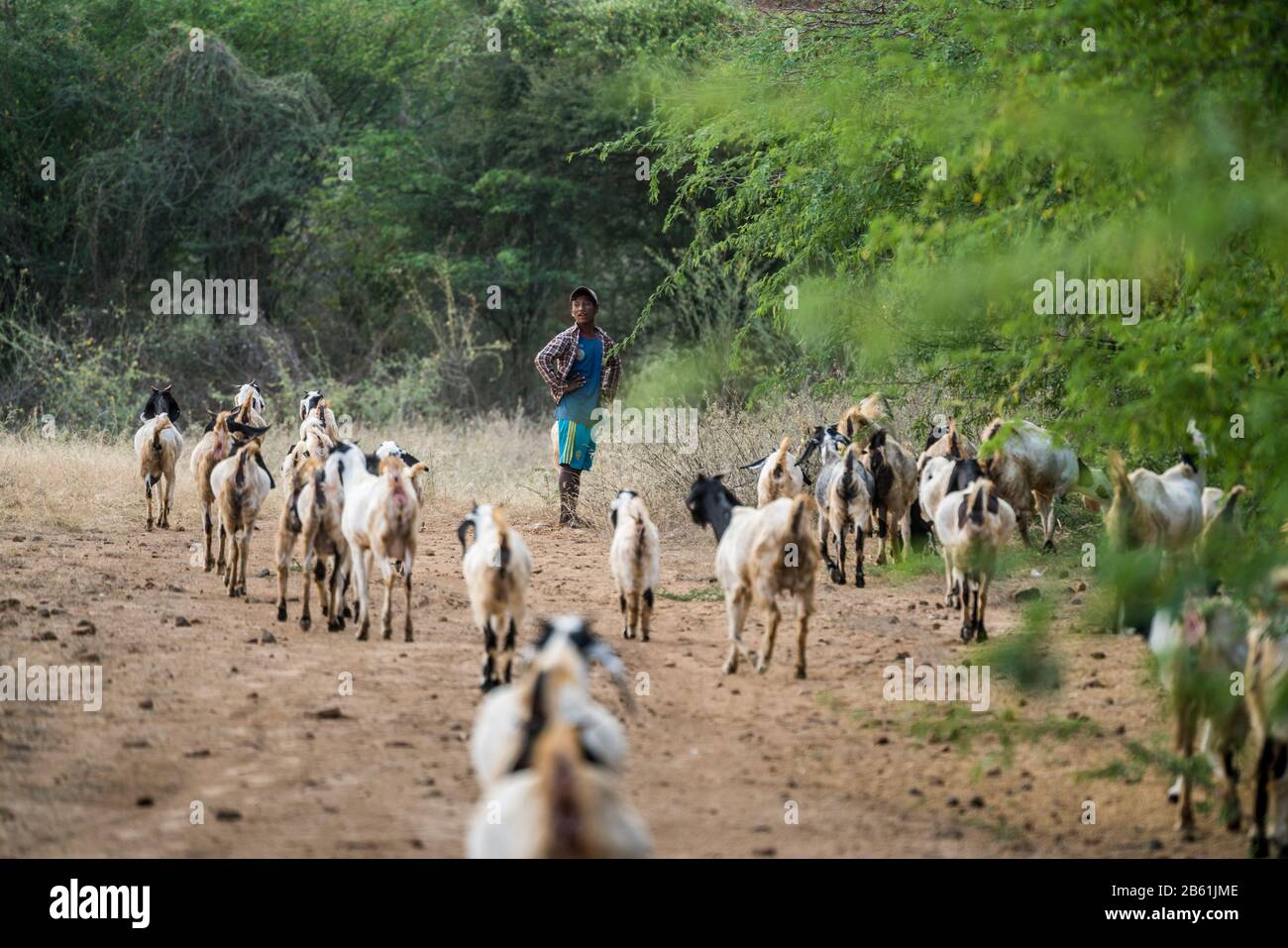 Herd goats bagan myanmar asia hi-res stock photography and images - Alamy