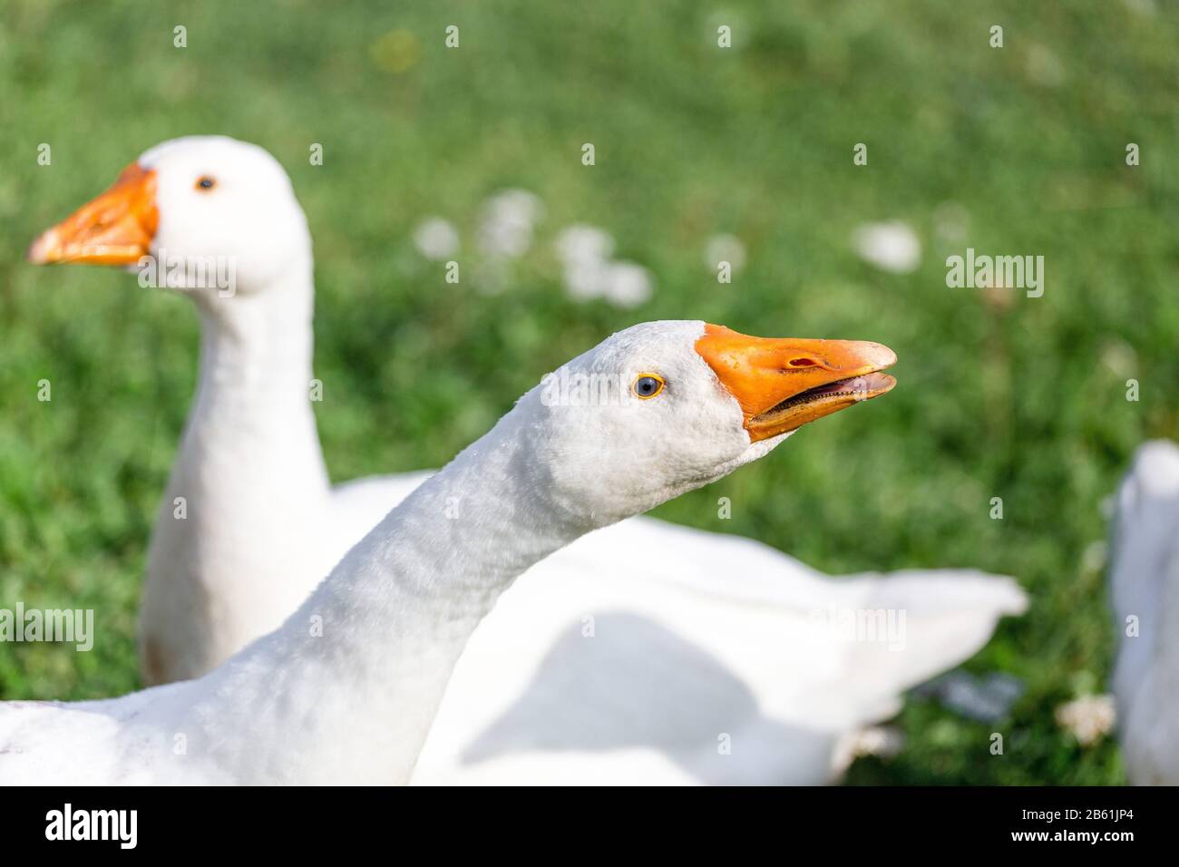 Hissing Geese Stock Photos & Hissing Geese Stock Images - Alamy