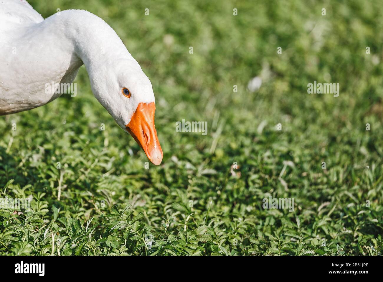 Barnyard goose hi-res stock photography and images - Alamy