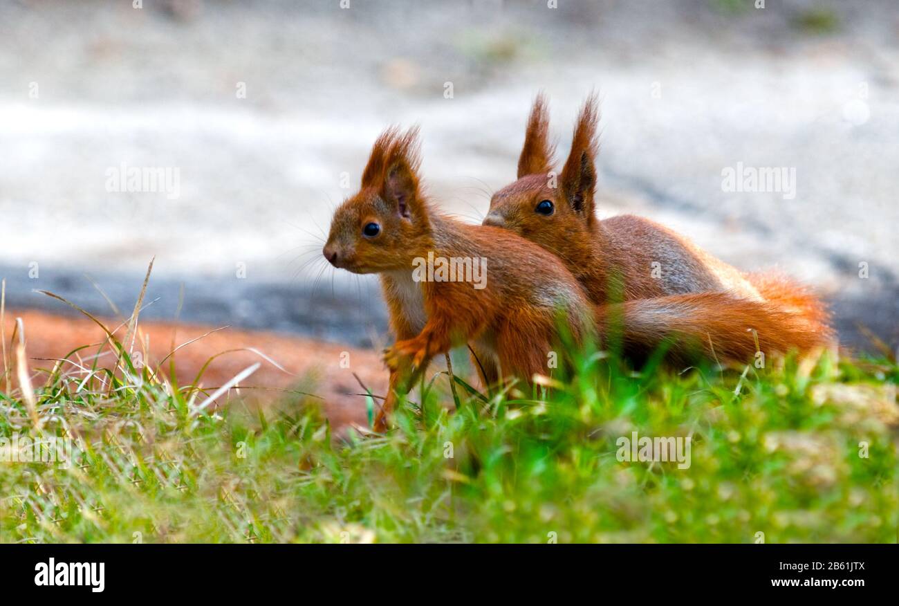 Two squirrel: mother and its baby (pickaninny) are situated on the ...