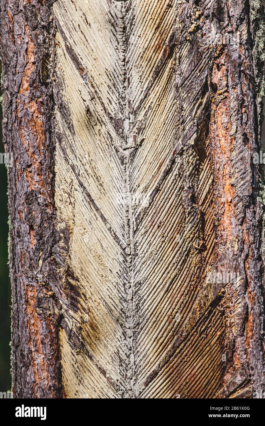 Traces and notches on the trunk of the tree after the collection of ...
