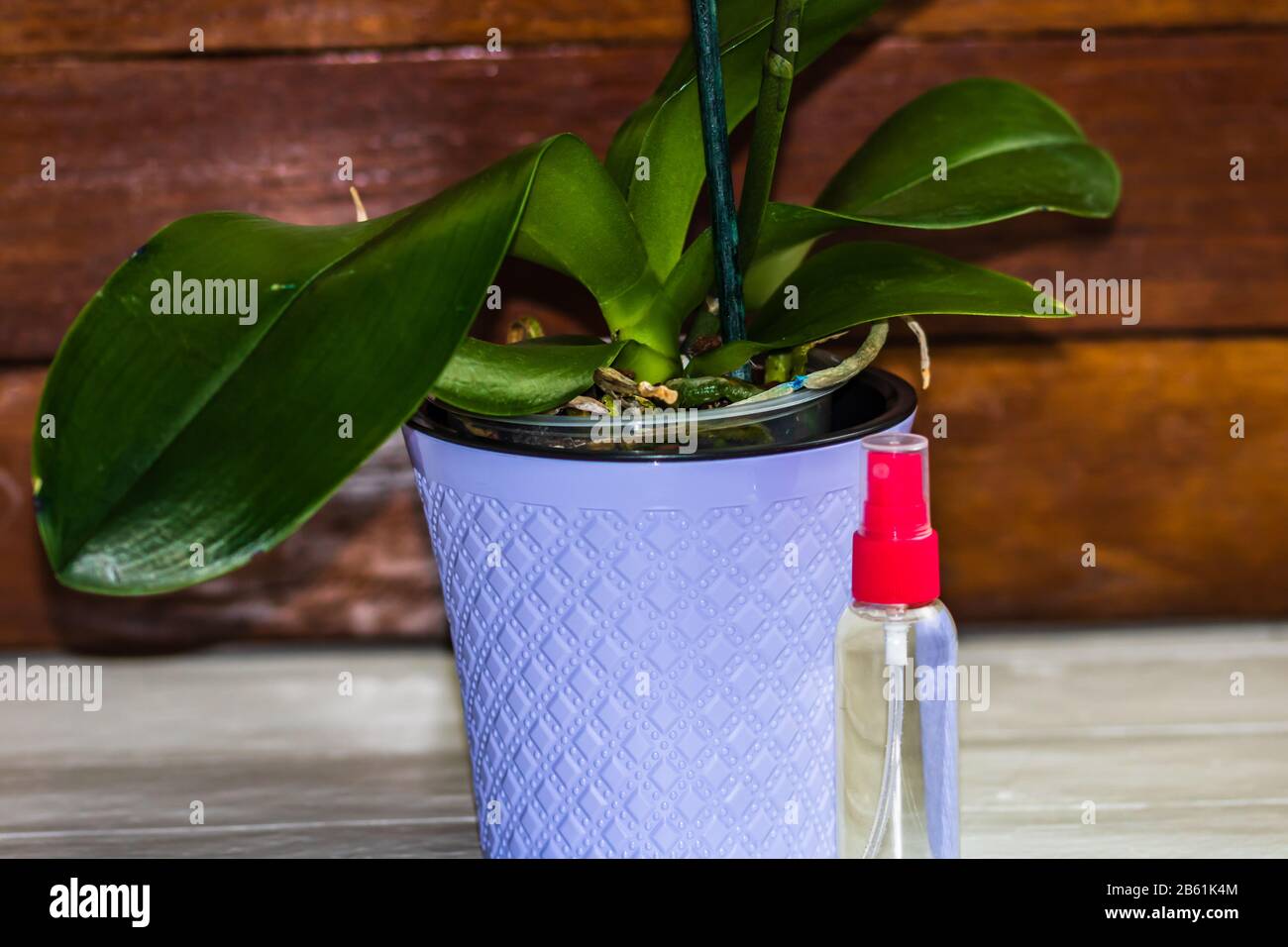 Young and healthy roots and leaves of phalaenopsis orchid in flower pot ...
