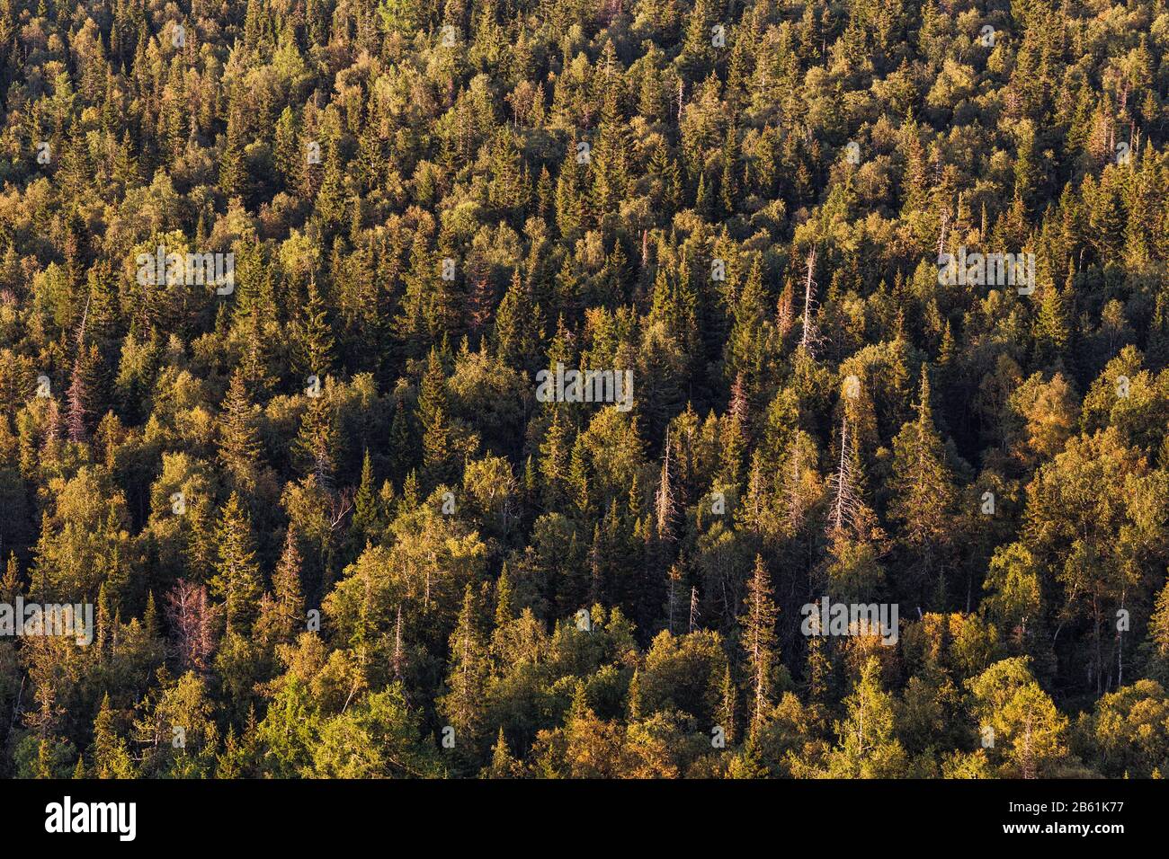 Aerial view of forest tree tops Stock Photo - Alamy