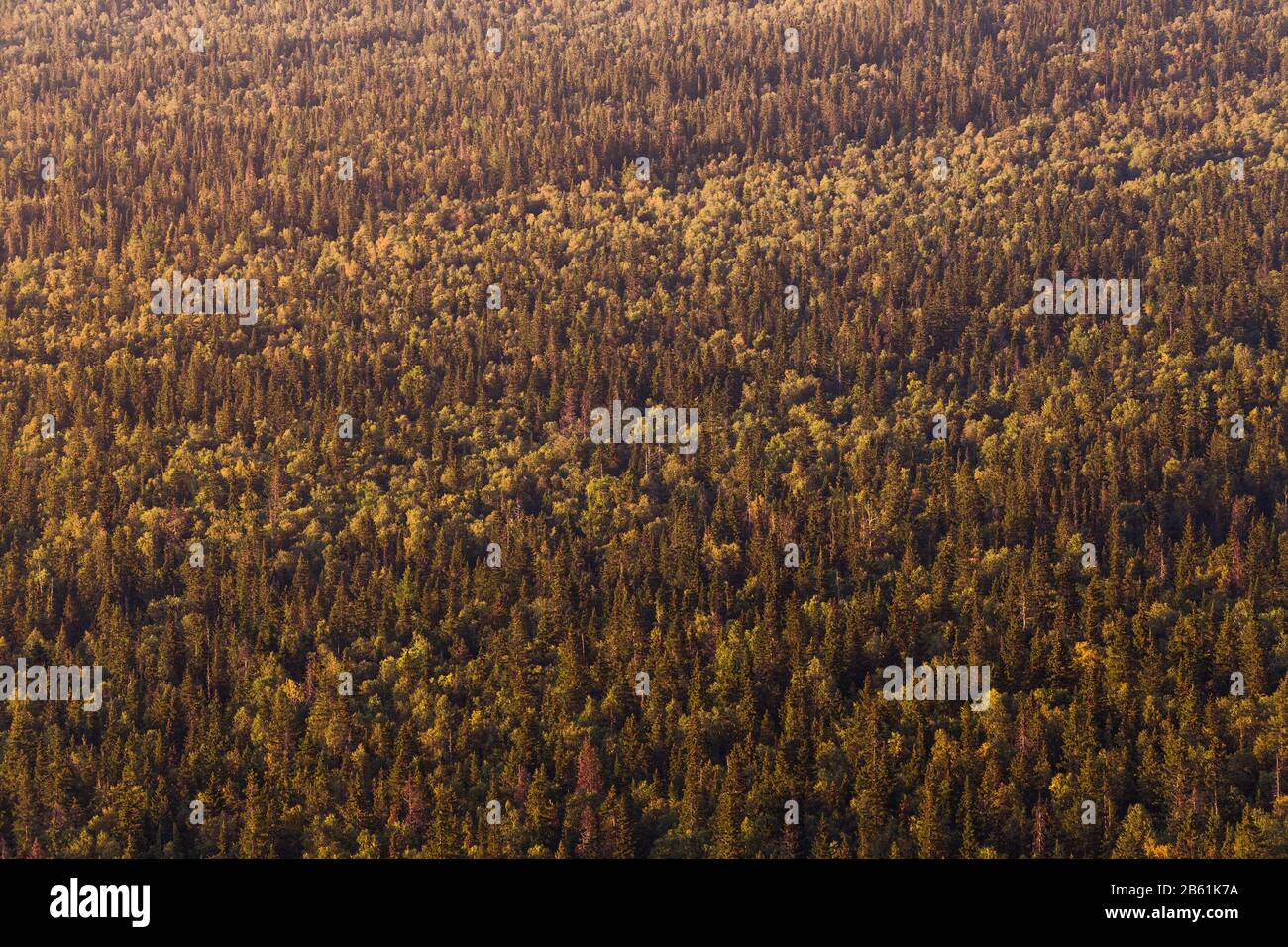 Fall tree tops sunset hi-res stock photography and images - Alamy
