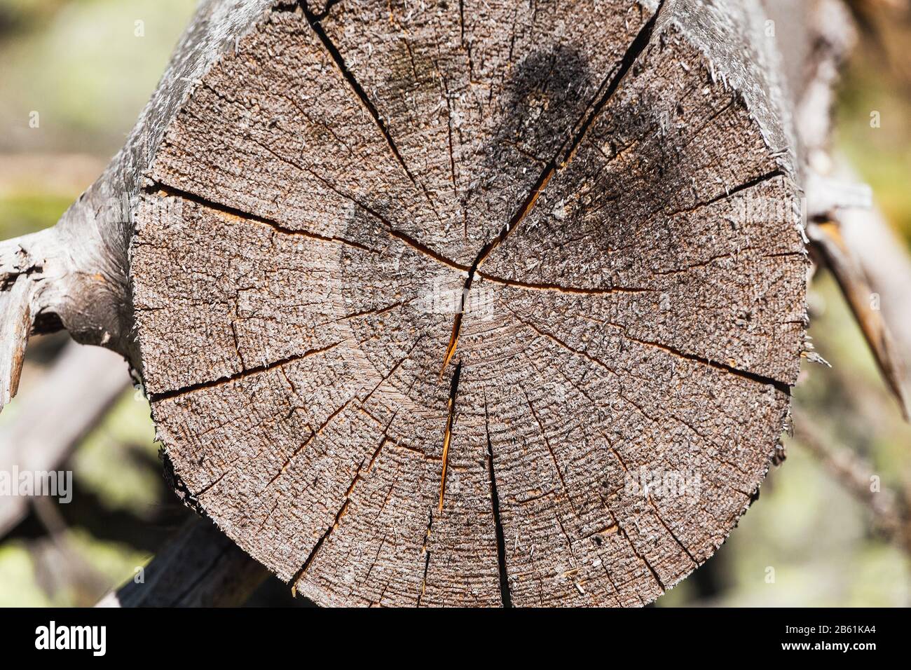 Sawed off tree hi-res stock photography and images - Alamy