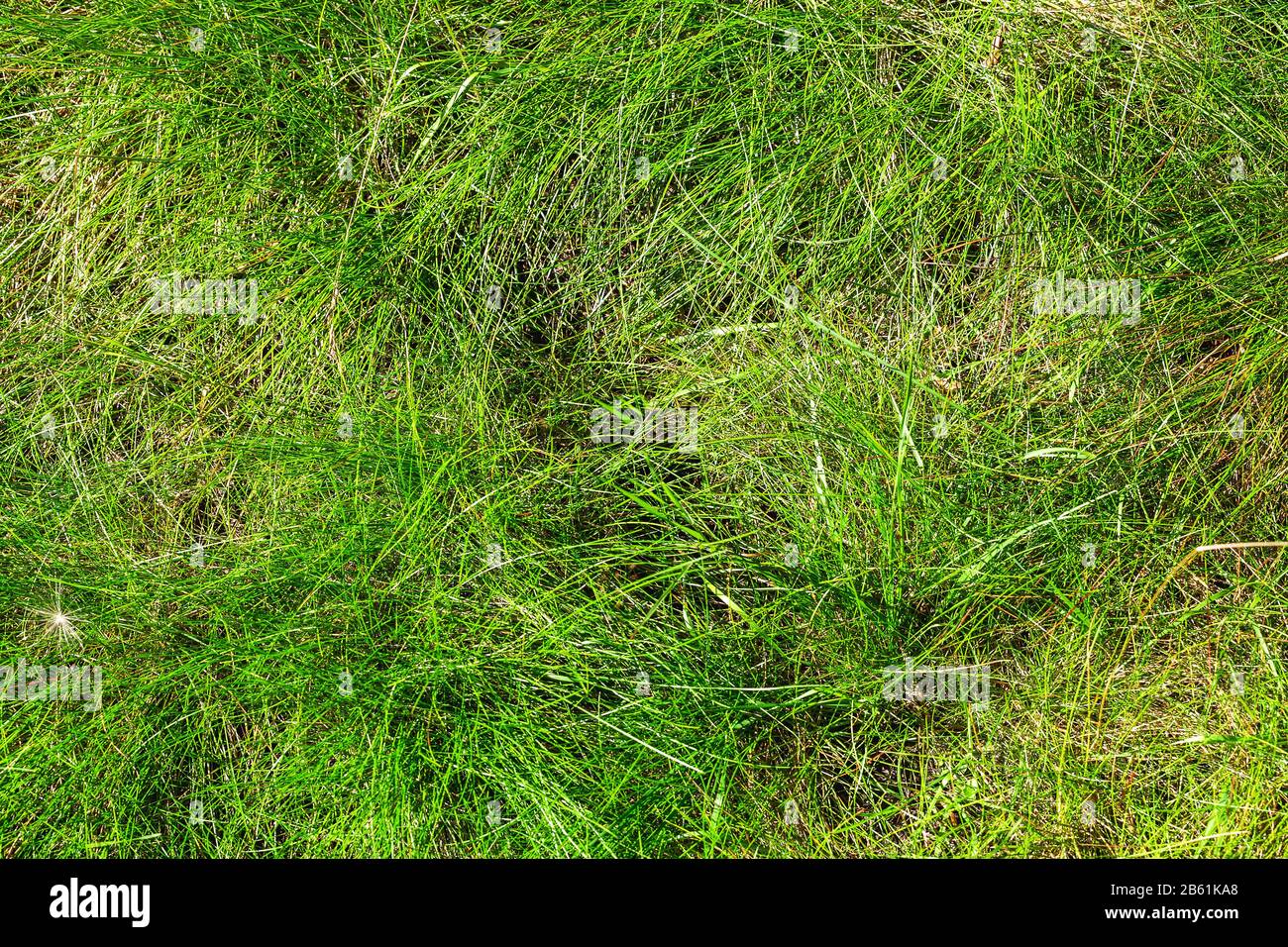 Natural Green grass texture Stock Photo - Alamy