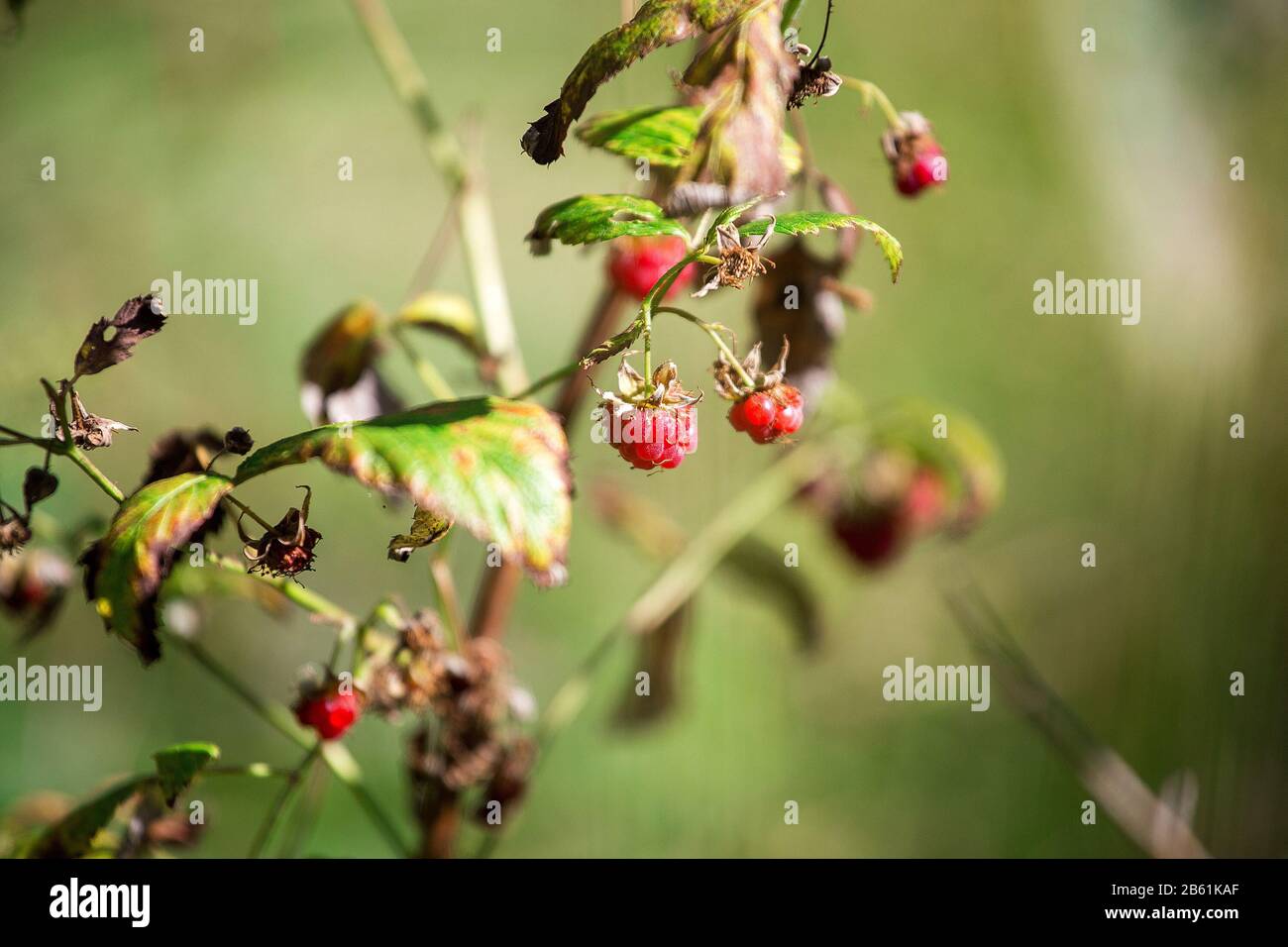 Redraspberryfruits hi-res stock photography and images - Alamy