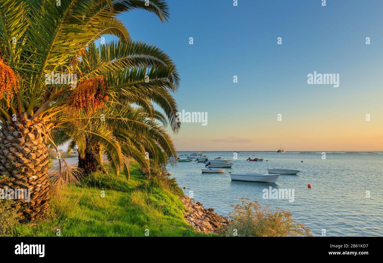 Fishing boats on the sea, palm trees on the beach. Portuguese ...