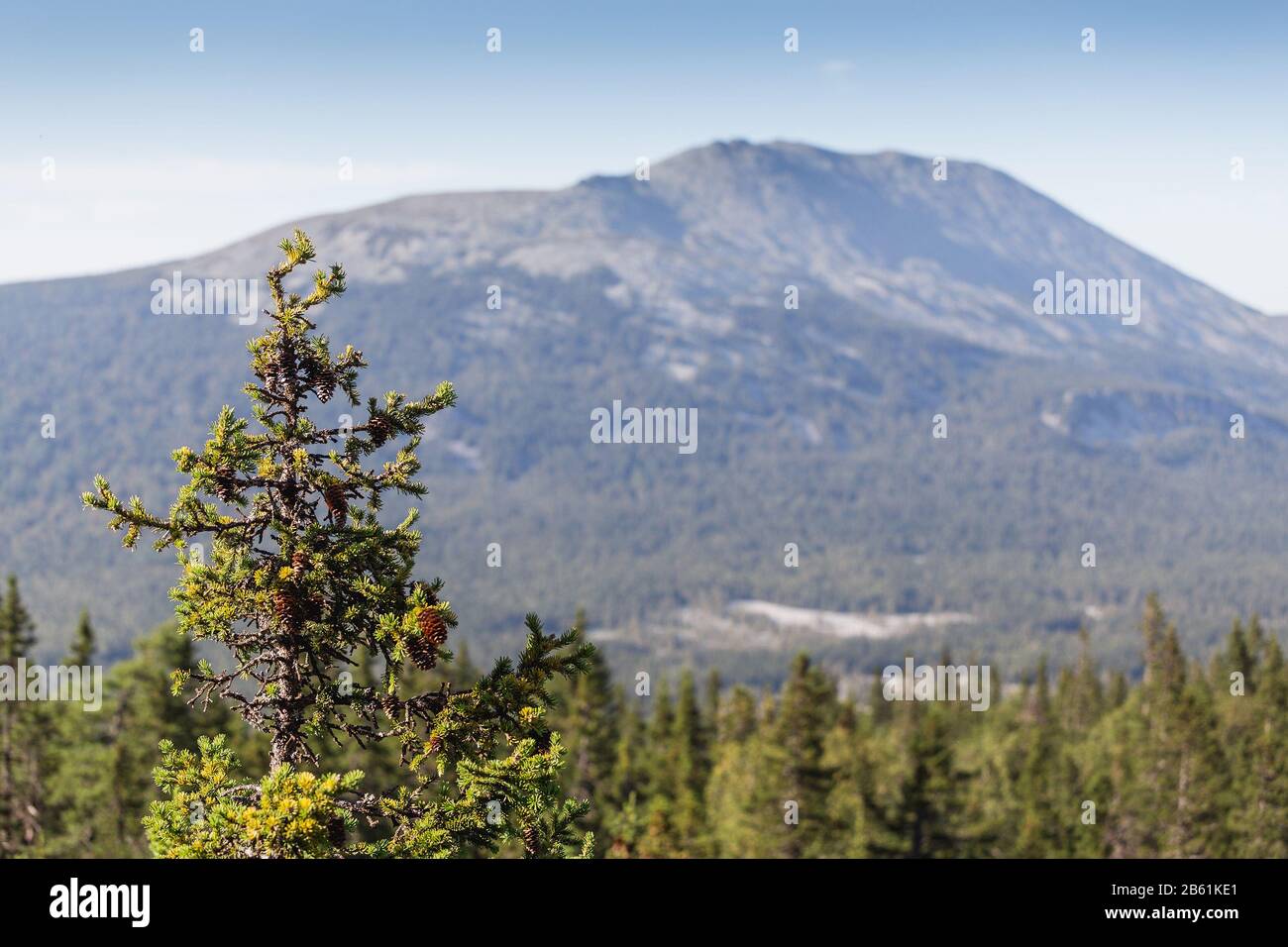 Ural mountains landscape panorama near Iremel national park Stock Photo ...