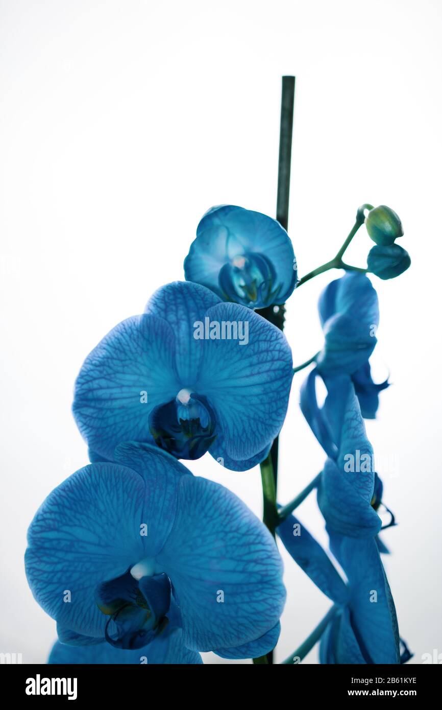 Beautiful and blue delicate orchid flowers Phalaenopsis isolated ...