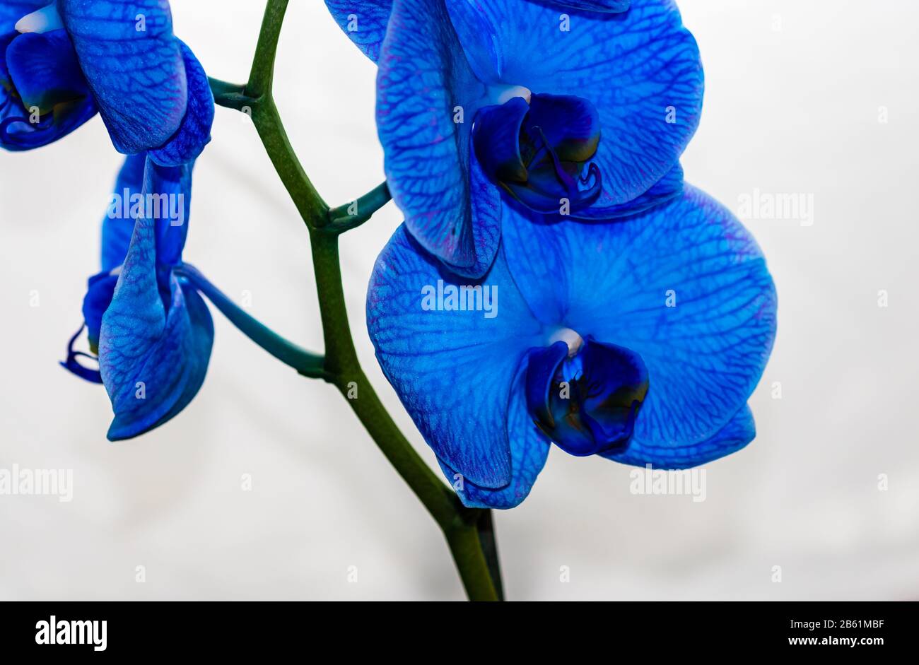Beautiful and blue delicate orchid flowers Phalaenopsis isolated ...