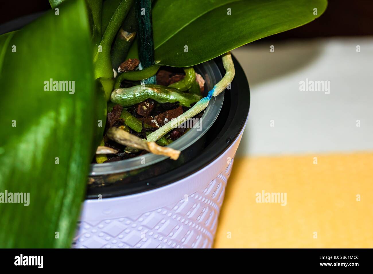 Young and healthy roots of phalaenopsis orchid in flower pot ...