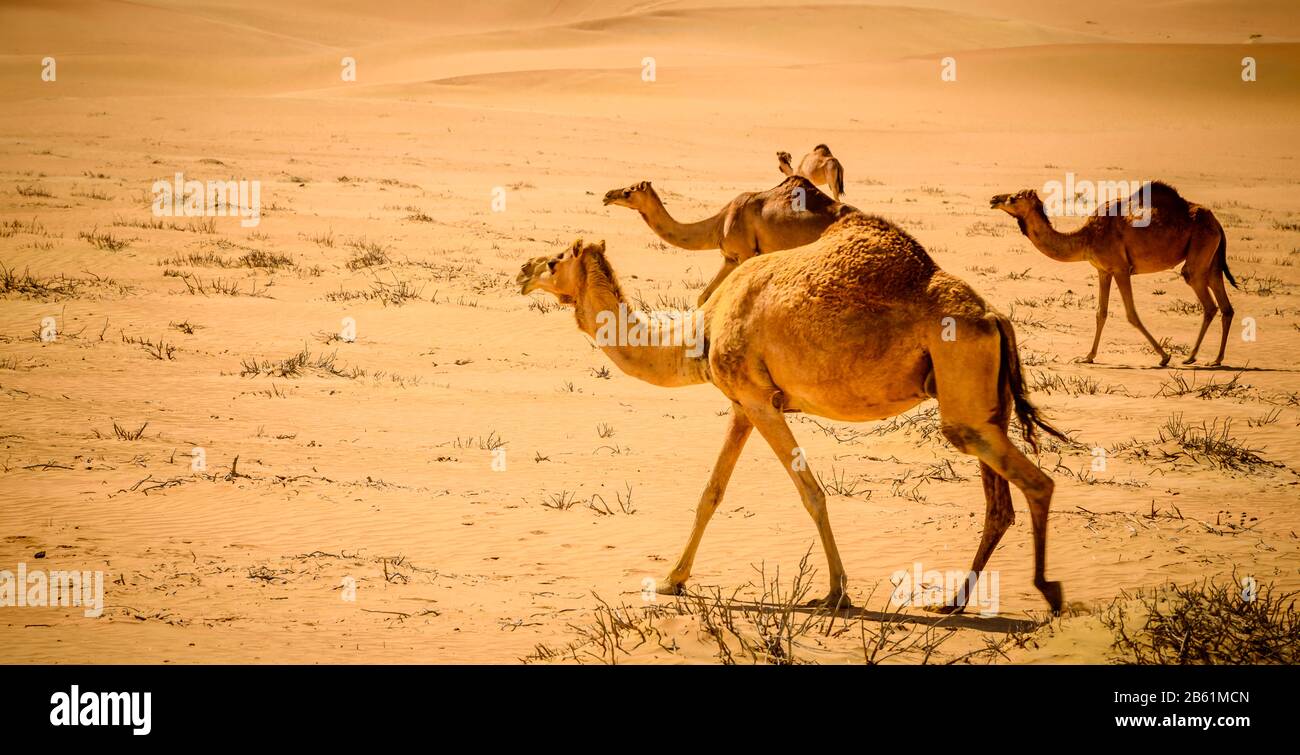 camels are moving through the desert with perfect navigation and ...