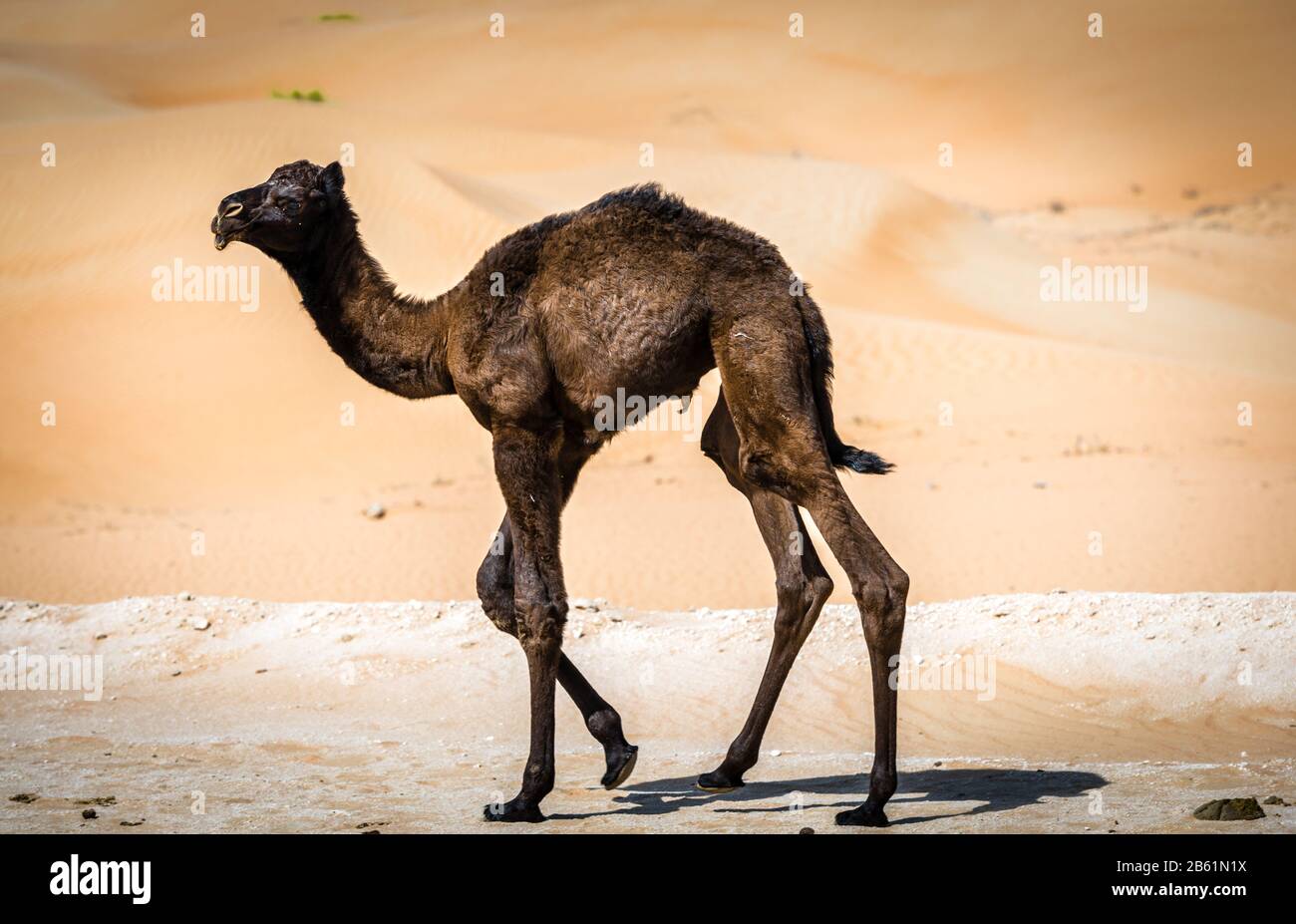 camels are moving through the desert with perfect navigation and ...