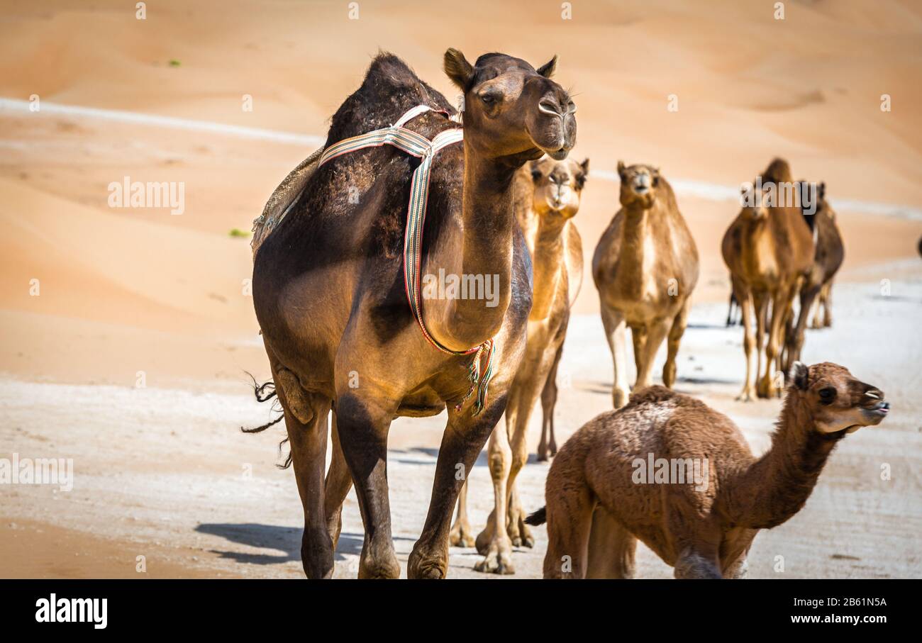 caravan of camels Stock Photo - Alamy