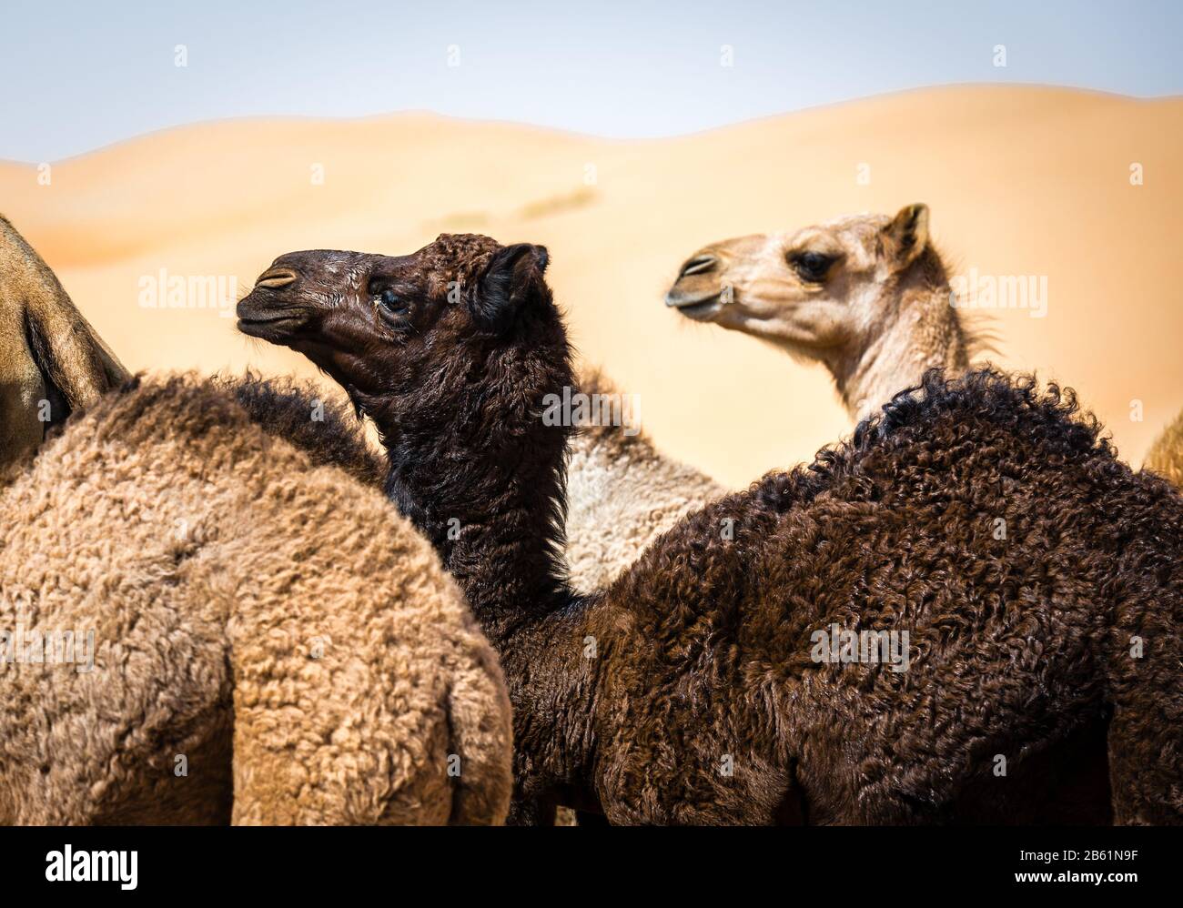 meeting camels in the desert with their family living in the heat and ...