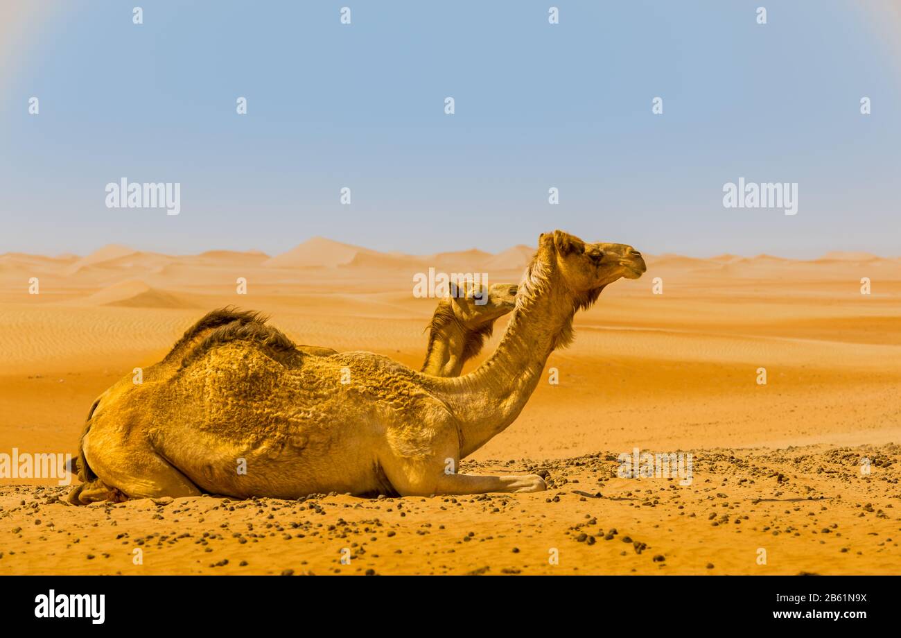 two camels resting in the heat of the desert, with sand dunes in the ...