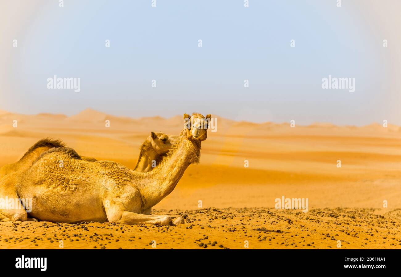 two camels resting in the heat of the desert, with sand dunes in the ...