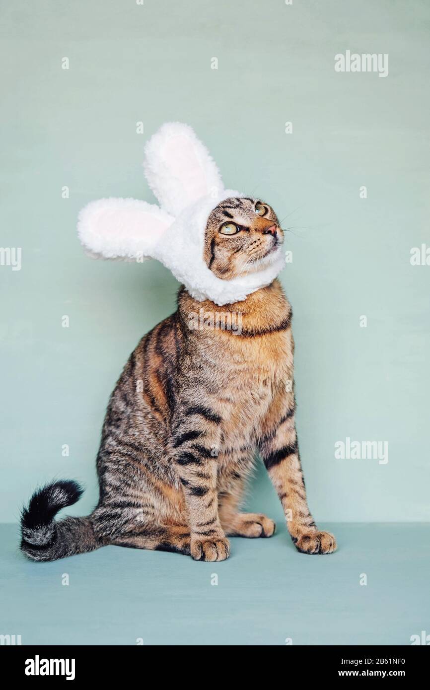 Cat Wearing Bunny Costume High Resolution Stock Photography and Images ...