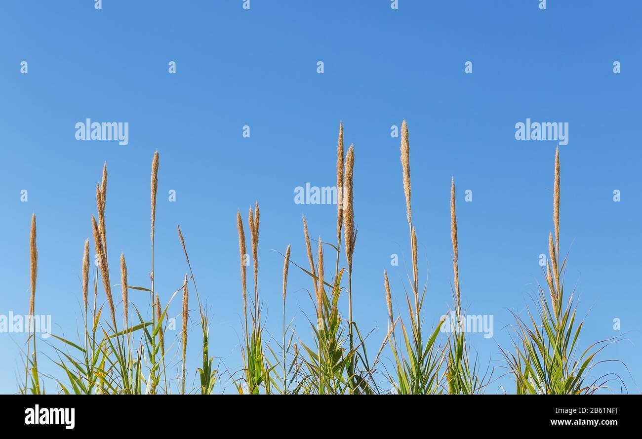 Plantation of reeds hi-res stock photography and images - Alamy