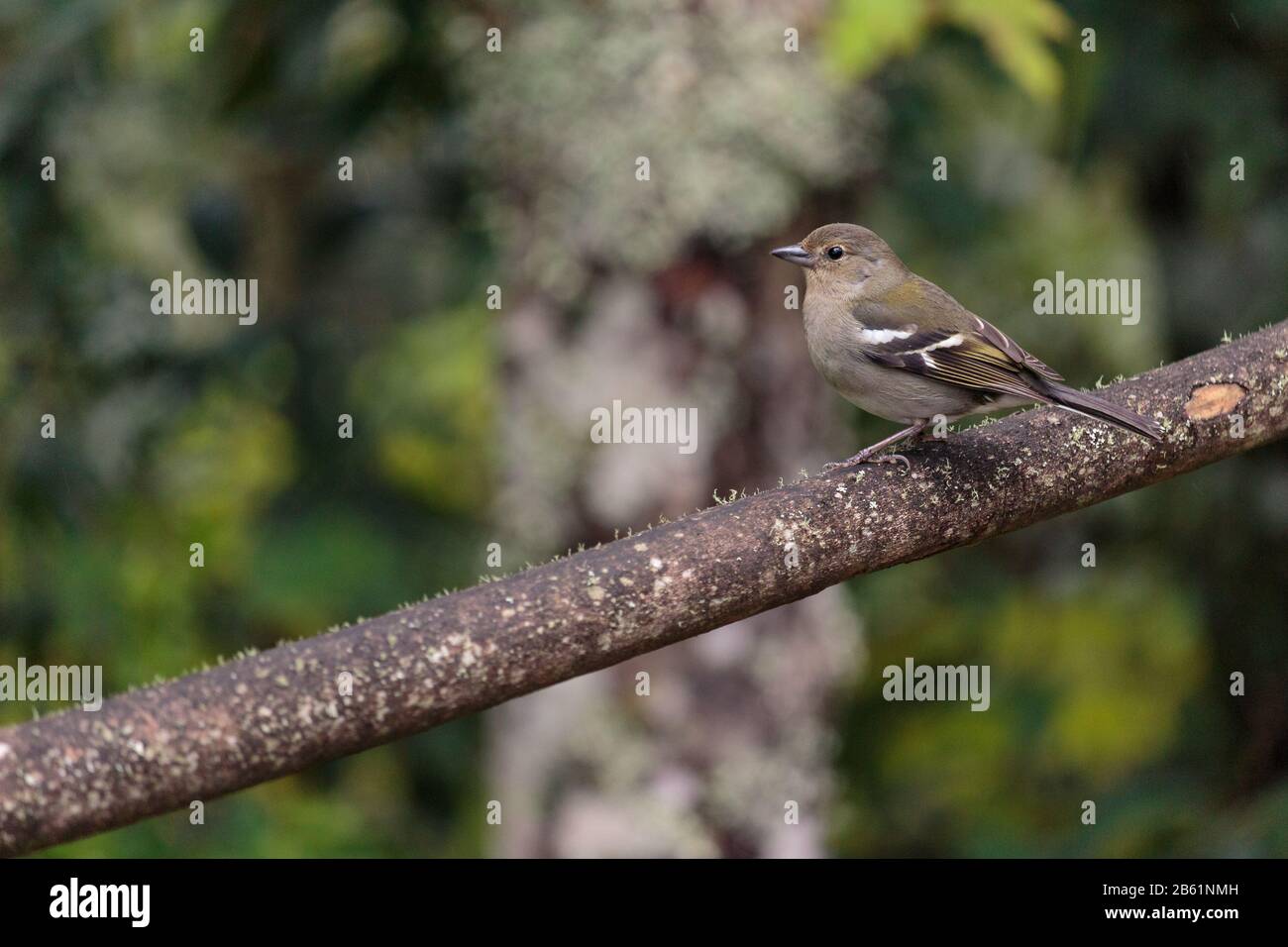 very small passerine bird endemic of Madeira island (madeira firecrest ...