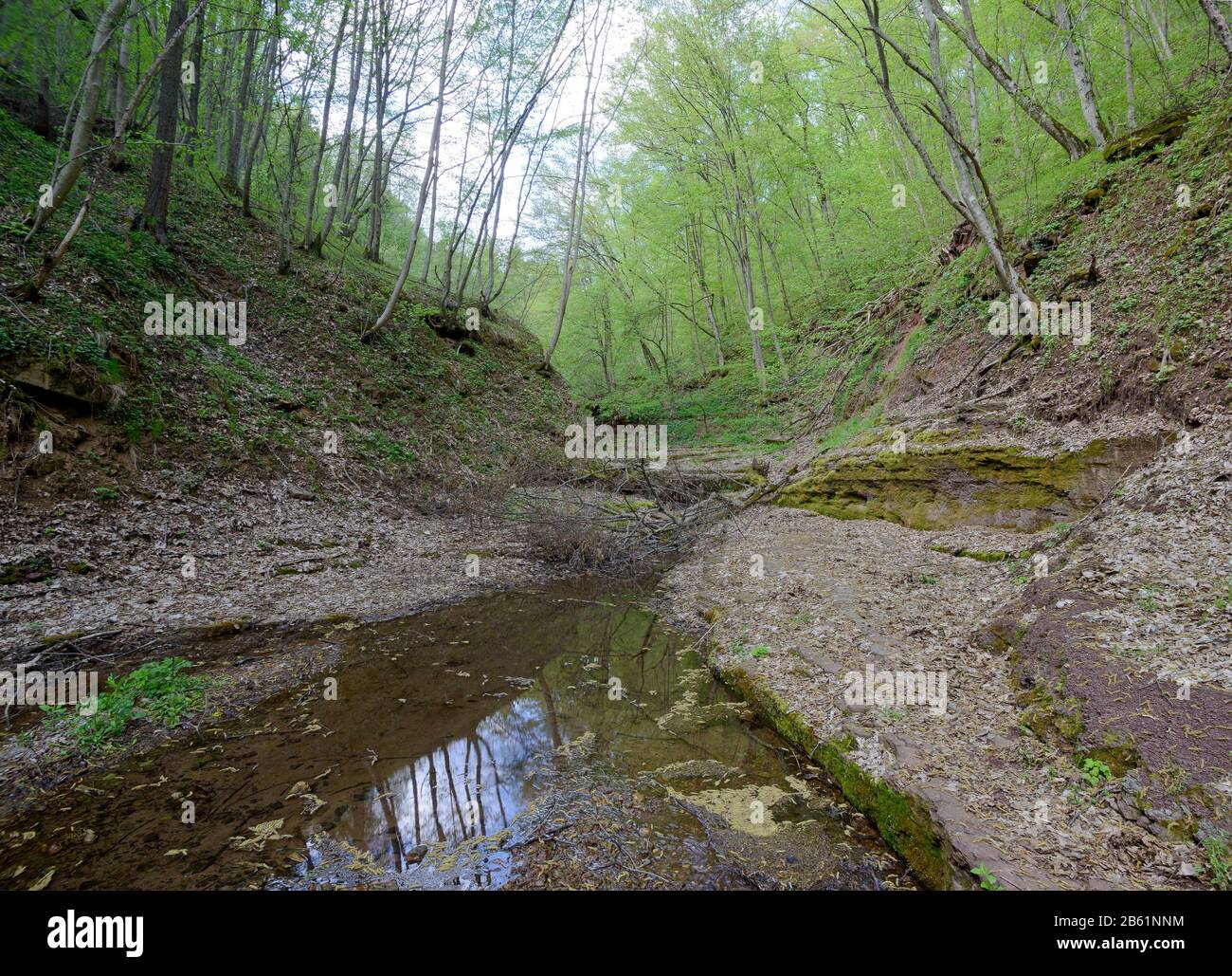 Miniature canyon surrounded with forest. Green trees in background ...