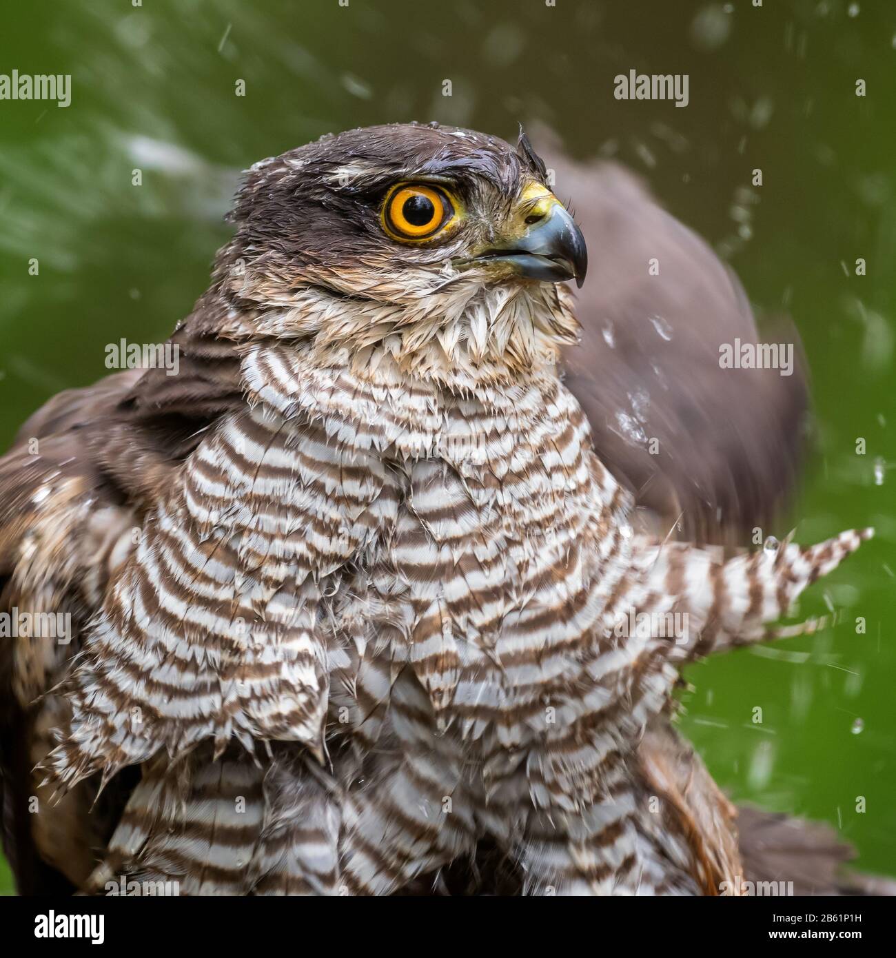 Eurasian Bird Of Prey