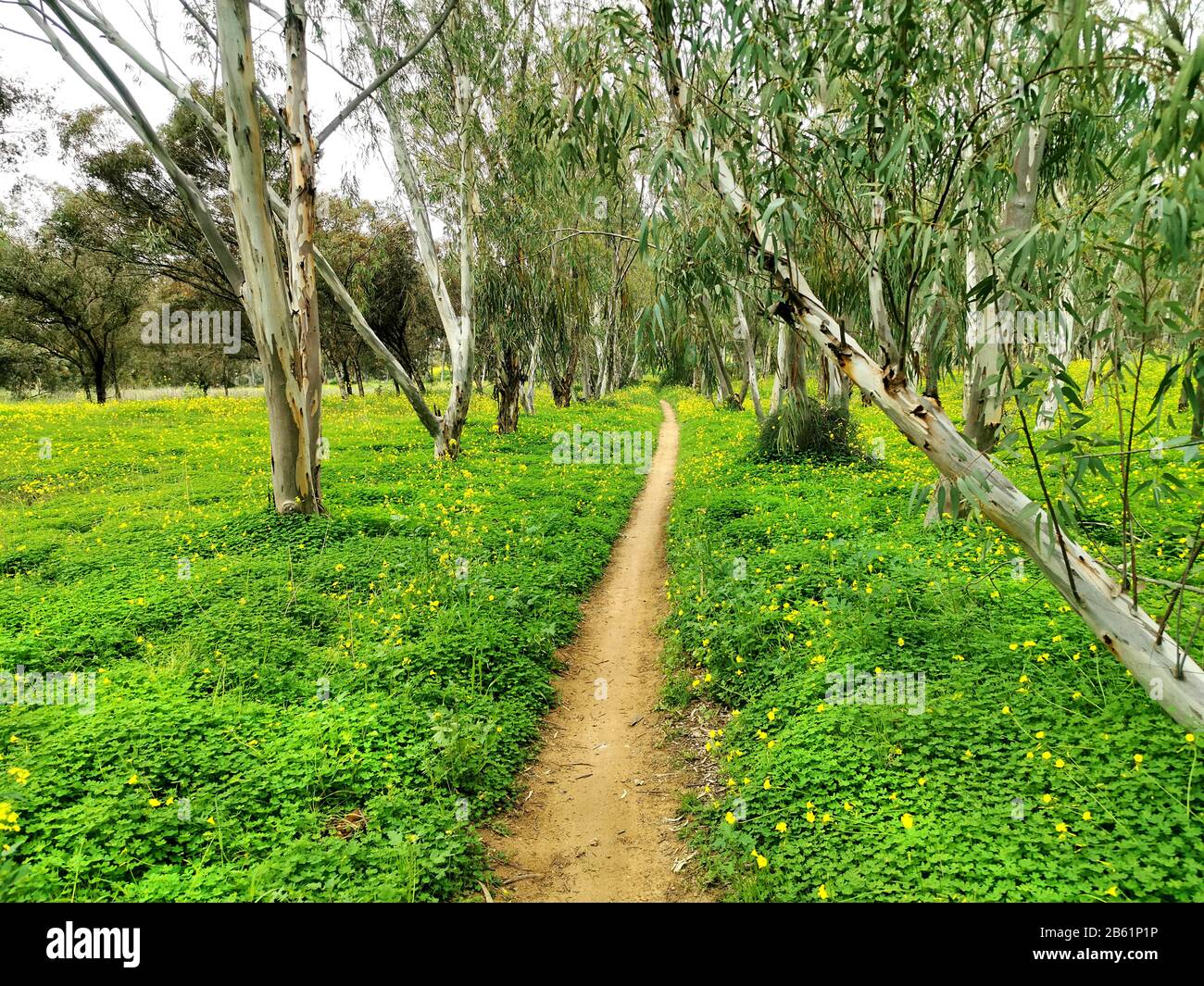 Bicycle path for walking on bicycles in a beautiful forest Stock Photo ...