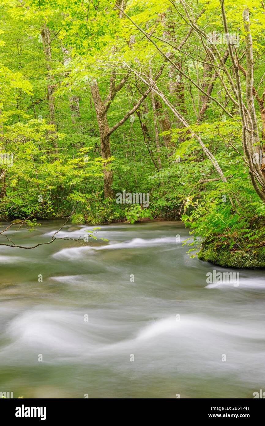Japan, Honshu, Tohoku, Aomori prefecture, Oirase stream at Oirase gorge ...