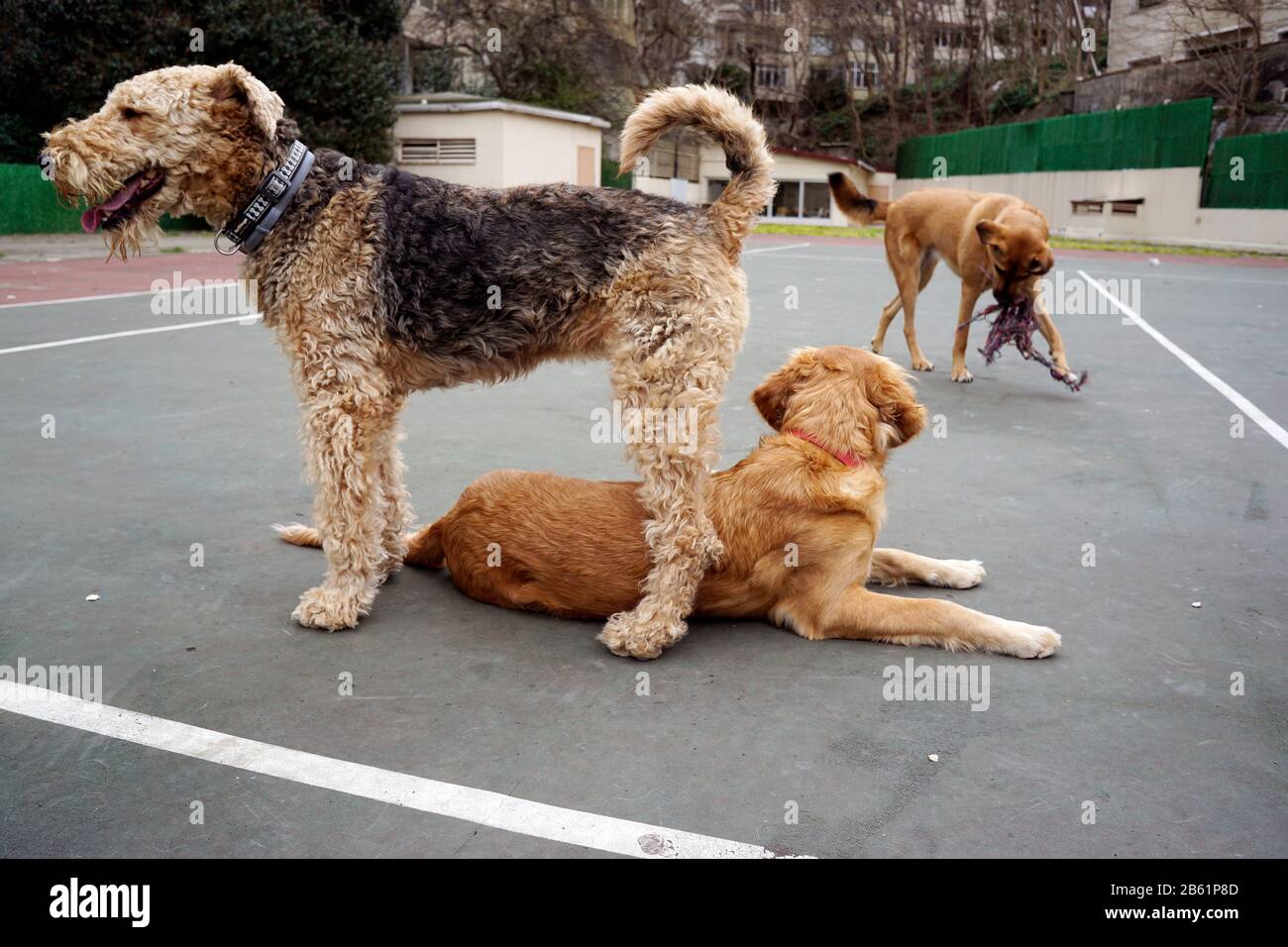 Dogs playing in the park Stock Photo - Alamy