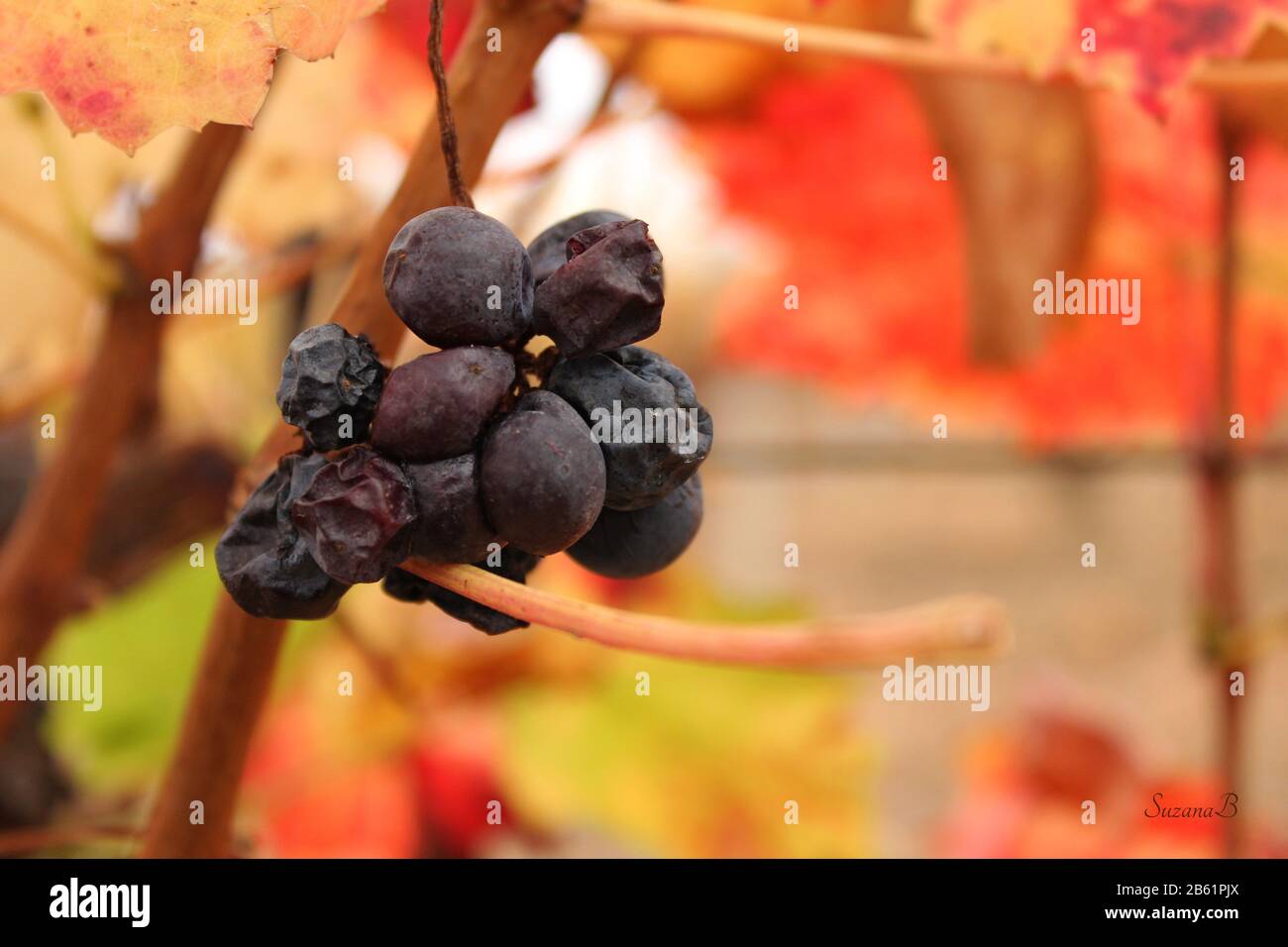 Dry grapes hi-res stock photography and images - Alamy