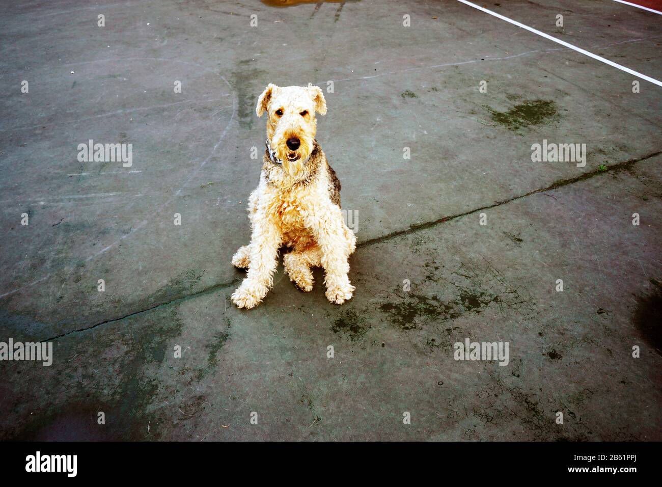 Dogs playing in the park Stock Photo - Alamy