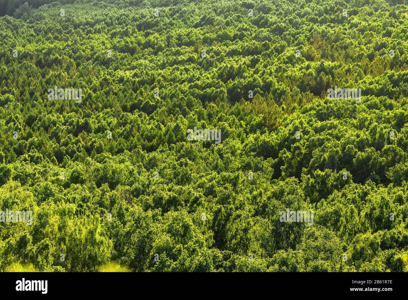 aerial view of forest tree tops Stock Photo - Alamy