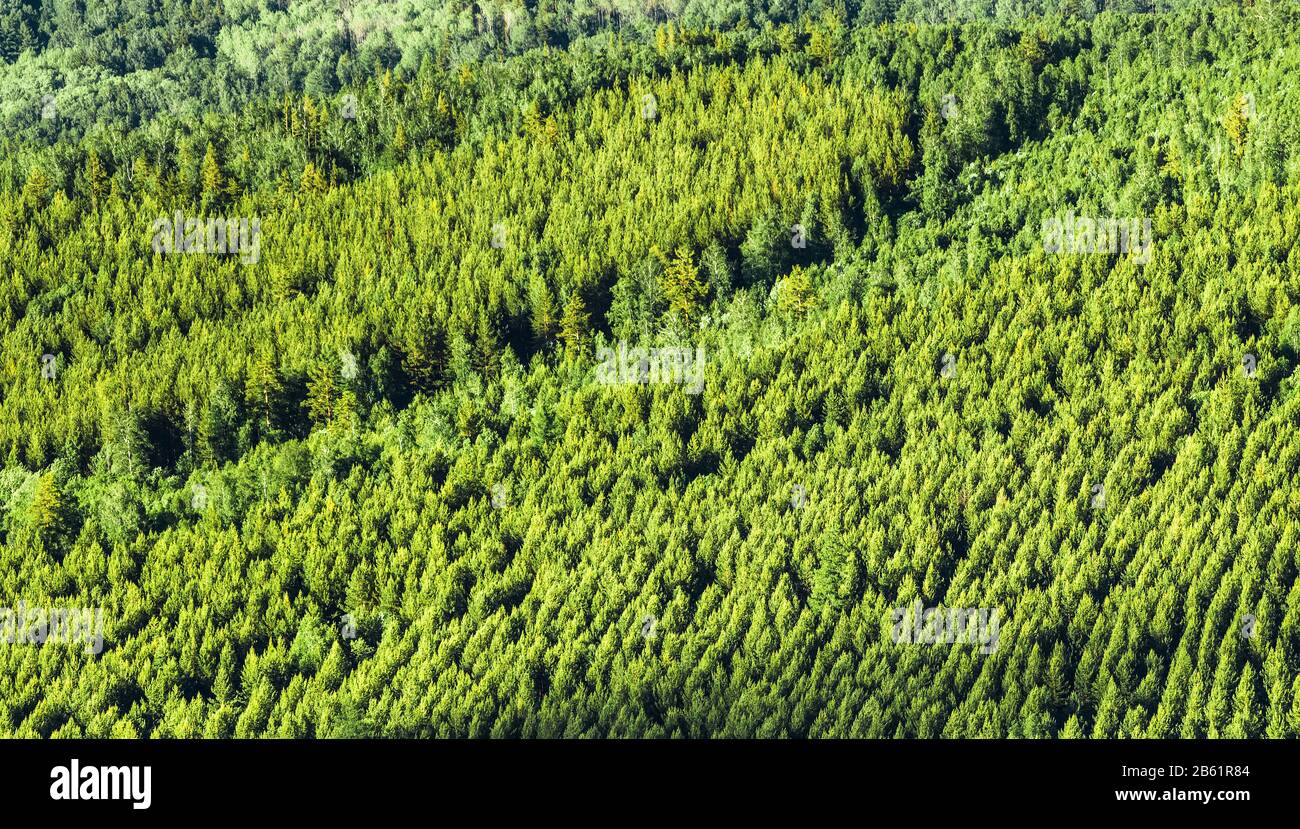 aerial view of forest tree tops Stock Photo - Alamy