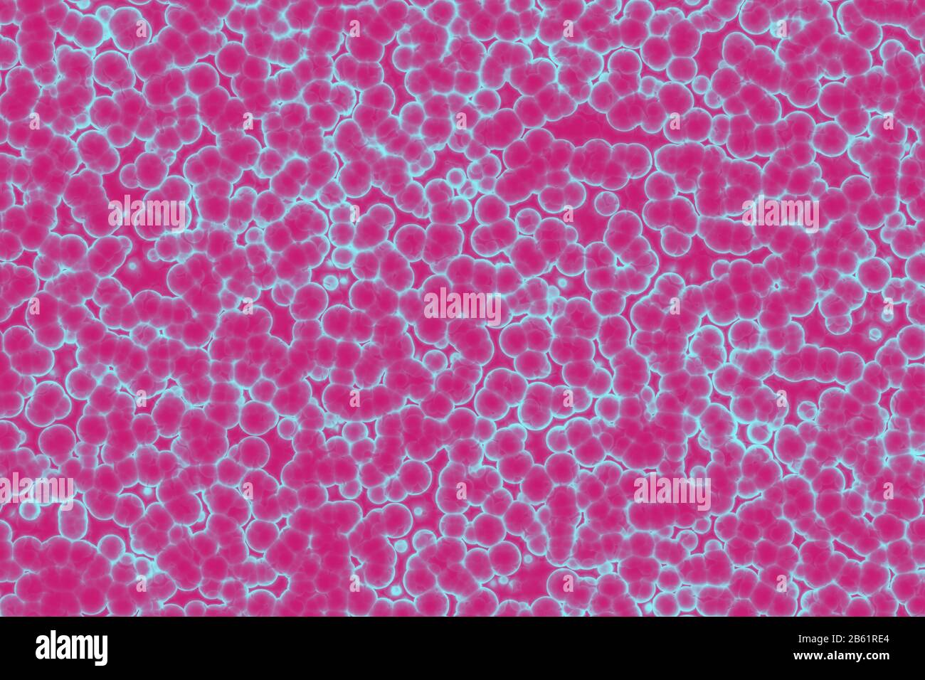 Coccus Under Microscope 400x