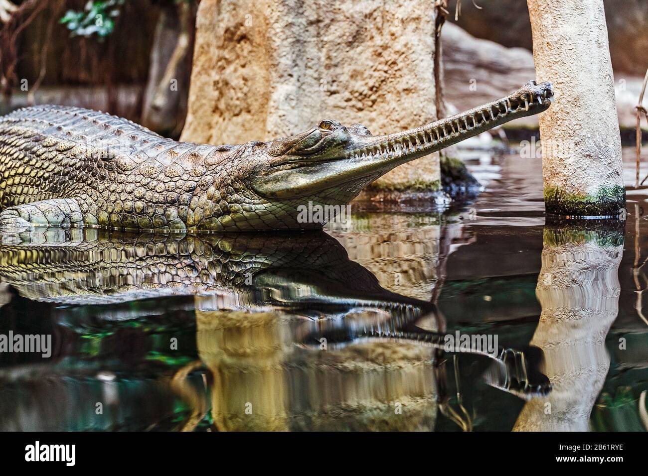 gharial head above water, it is a most endangered and almost extinct ...