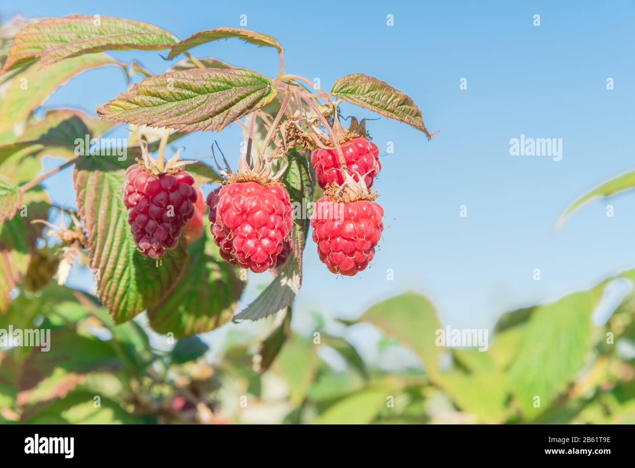 Tasty group of ripen raspberries ready to pick at berry farm in ...