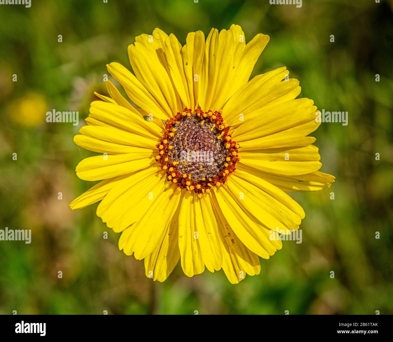 Helianthus gracilentus hi-res stock photography and images - Alamy