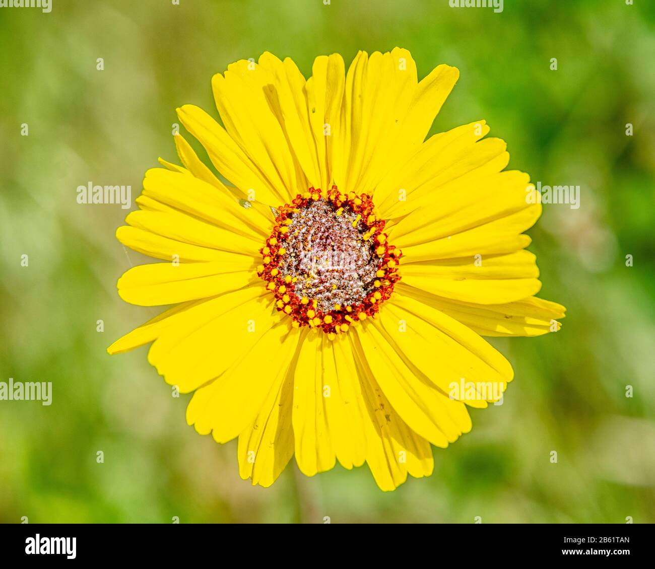 Slender petals hi-res stock photography and images - Alamy
