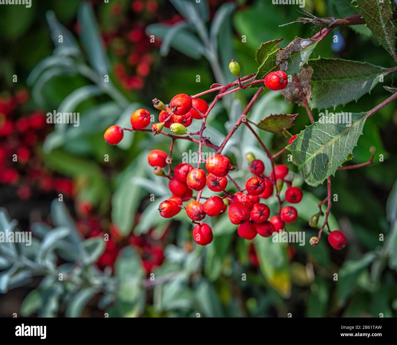 Toyon (Heteromeles arbutifolia) is an evergreen shrub that is native to ...