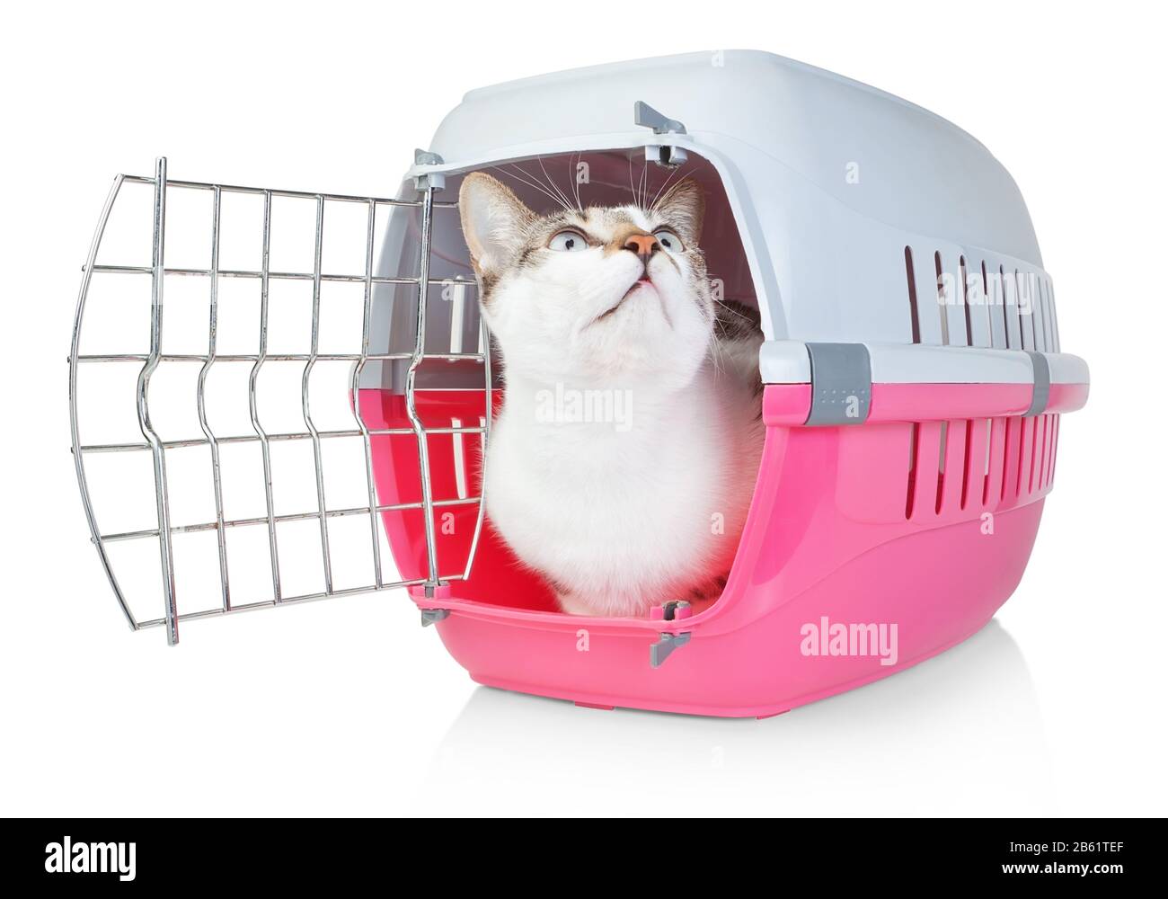 Cat open door Cut Out Stock Images & Pictures - Alamy