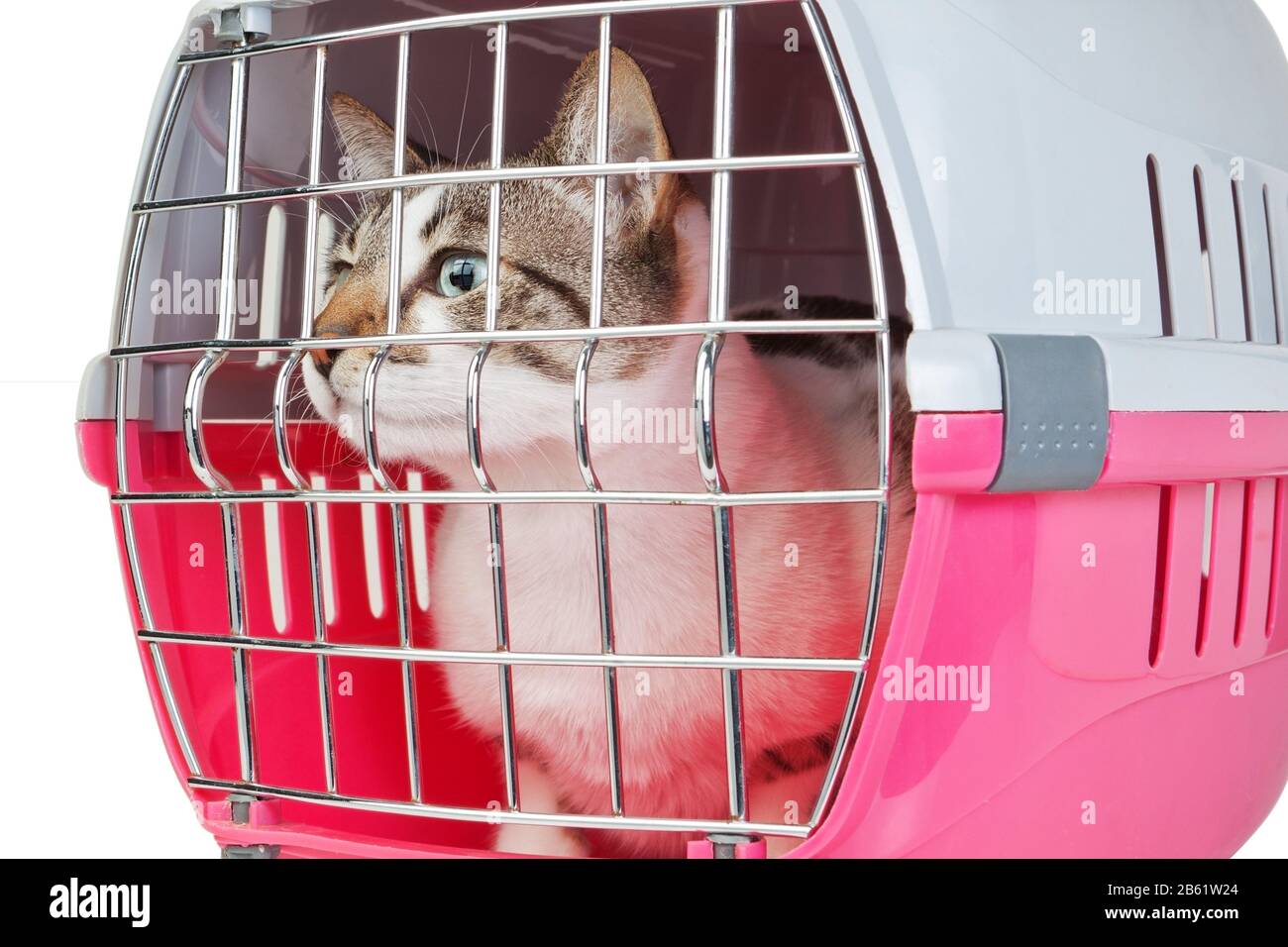 Pet cat trapped in a cage for a veterinarian Stock Photo - Alamy