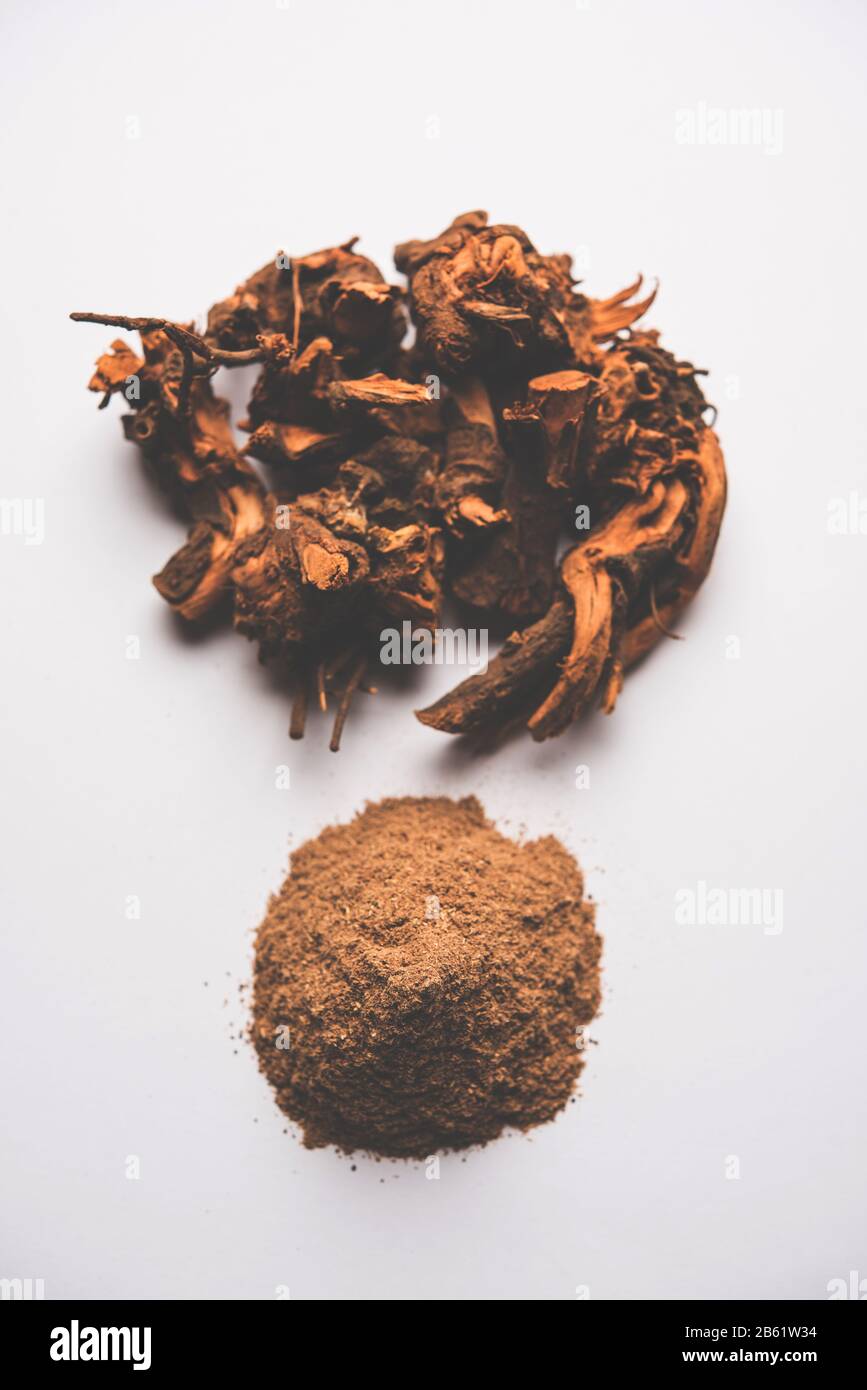 Ayurvedic Chitrak or Sheetraj roots also known as Plumbago zeylanica ...