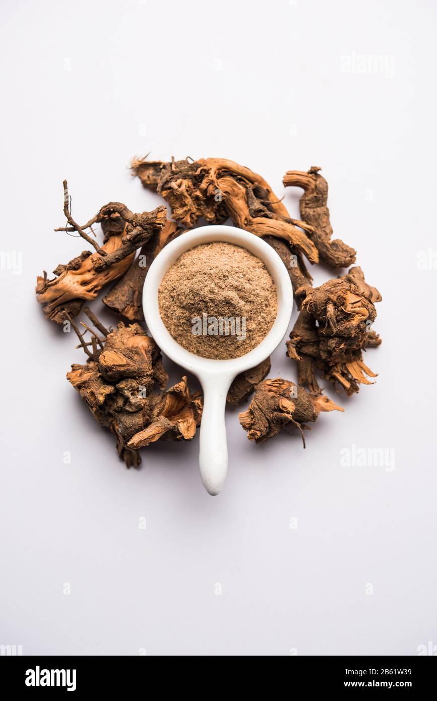 Ayurvedic Chitrak or Sheetraj roots also known as Plumbago zeylanica ...
